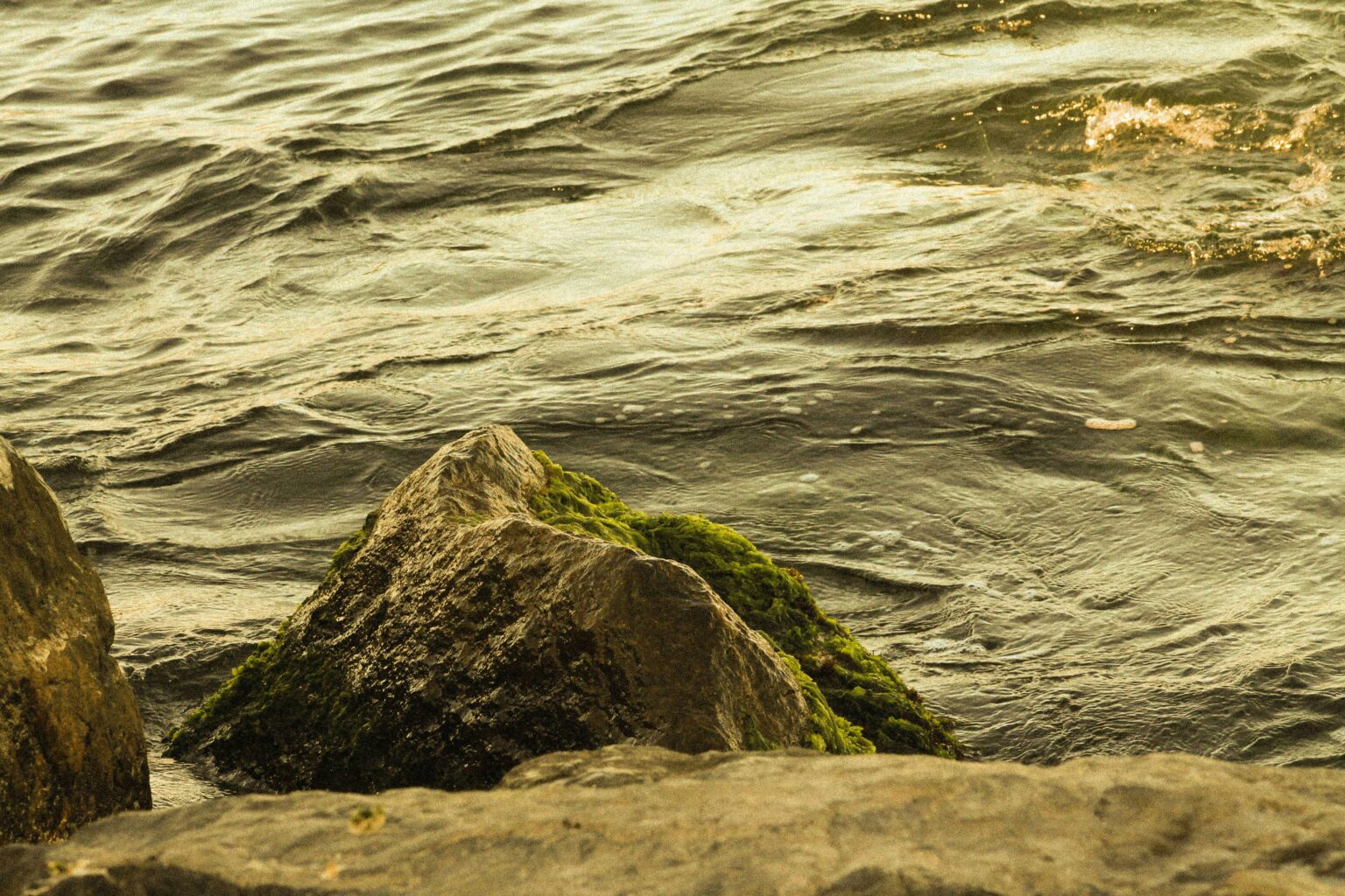 The Ripple Effect: How Algae Oil Preserves Our Marine Environment ...